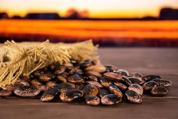 Speckled colored butter beans painted lady scarlet runner with autumn ...