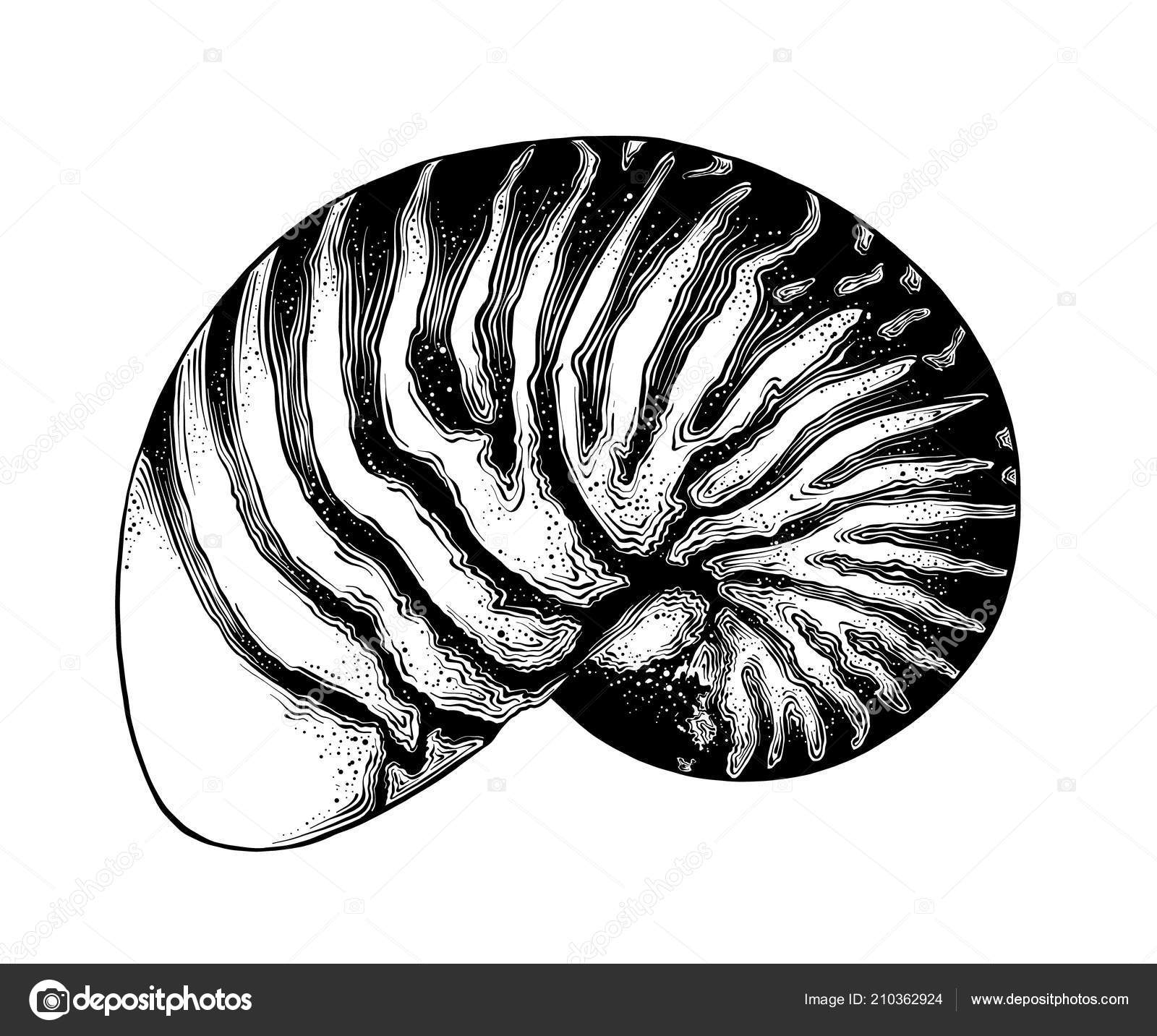 Hand drawn sketch of nautilus shell in black isolated on white ...