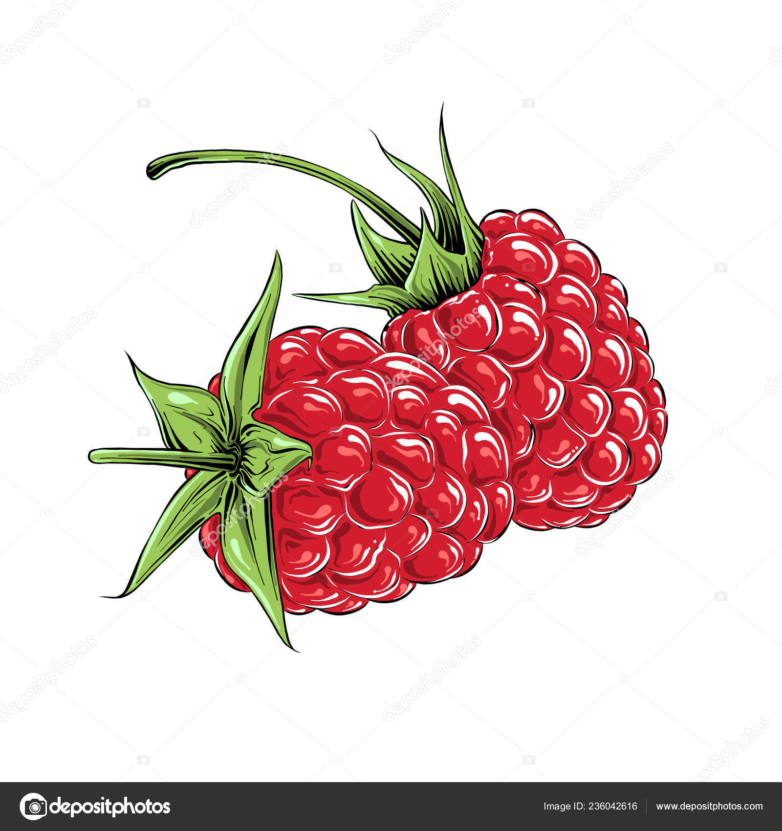 Hand drawn sketch of raspberry in color, isolated on white background ...