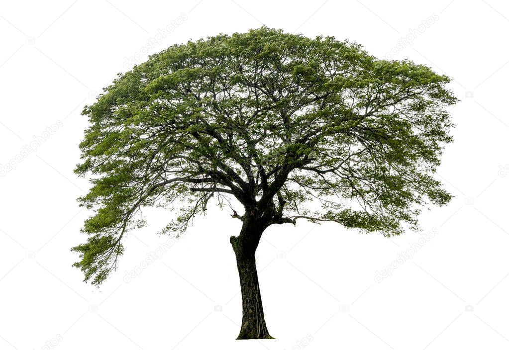 Árboles aislados sobre fondo blanco, árboles tropicales aislados ...