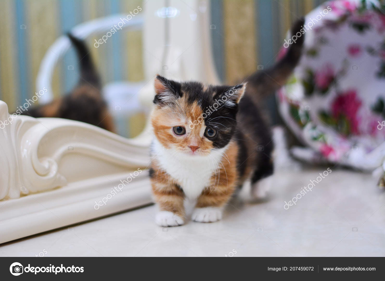 Calico Munchkin Katze Cat In A Flat Kattenverzorging Tips & Info