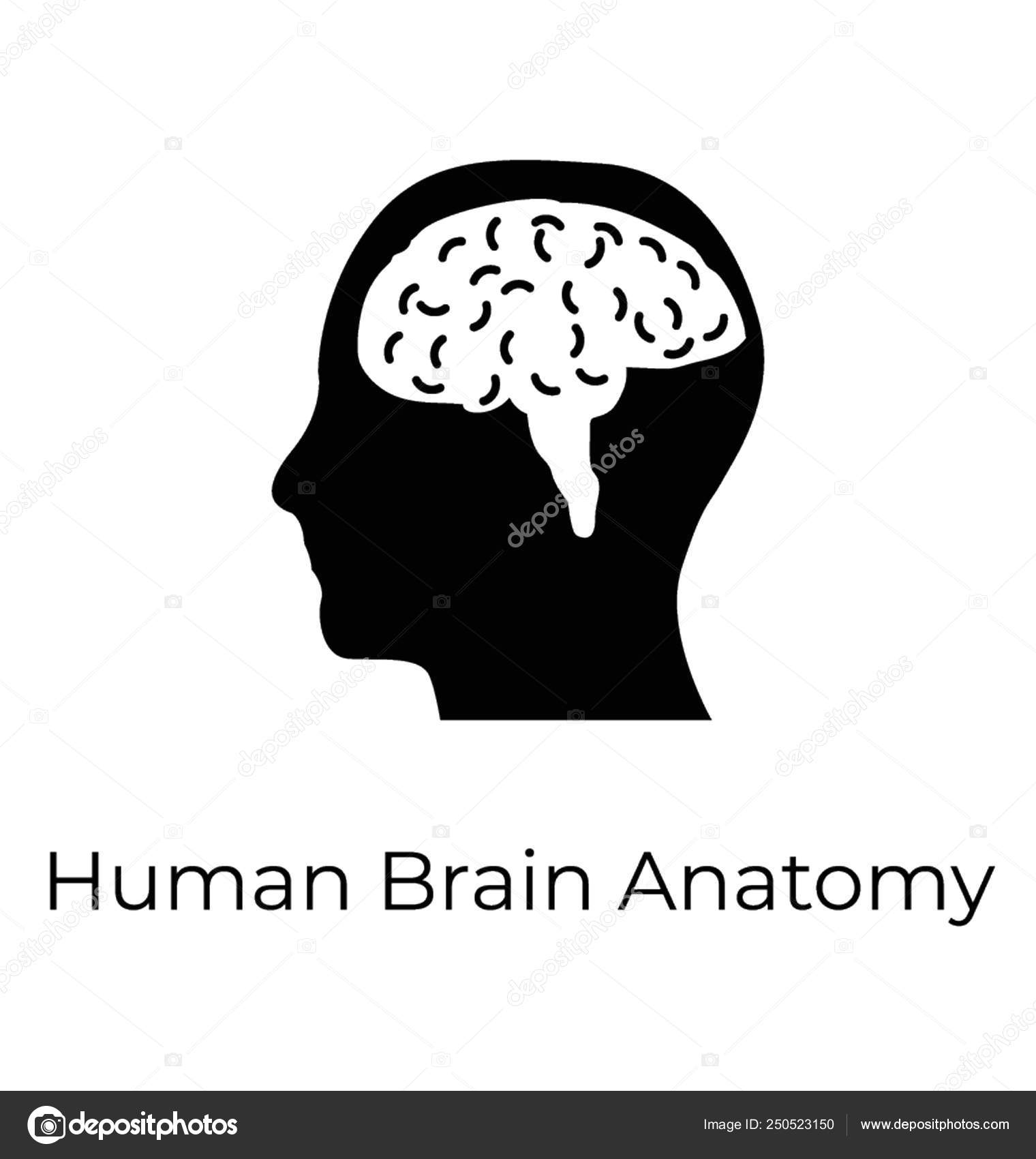 Human Brain Cerebrum Solid Vector Icon Stock Vector by ©prosymbols ...