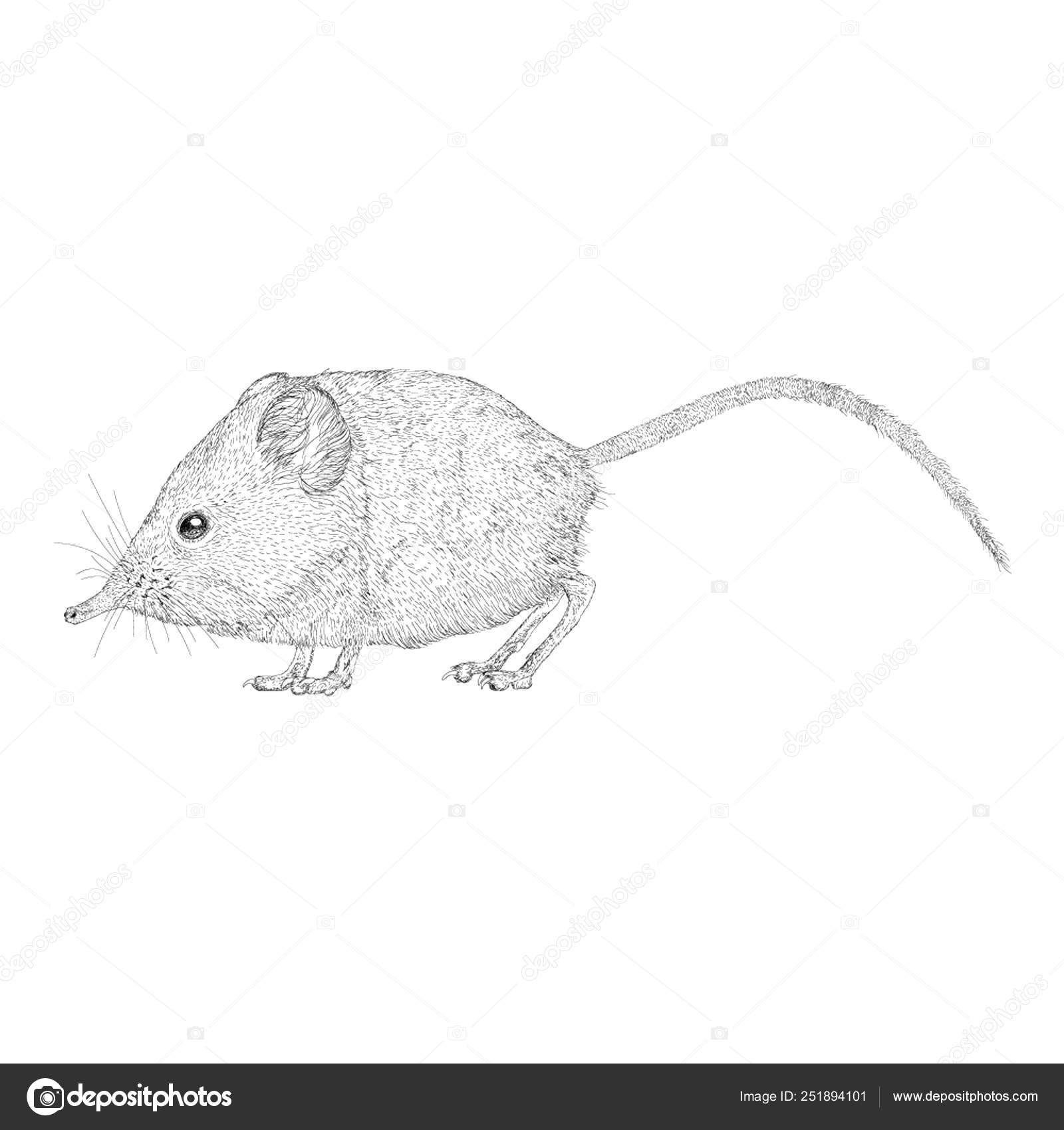 Vector Dibujado Mano Rata Ilustración Vector de stock #251894101 de ...