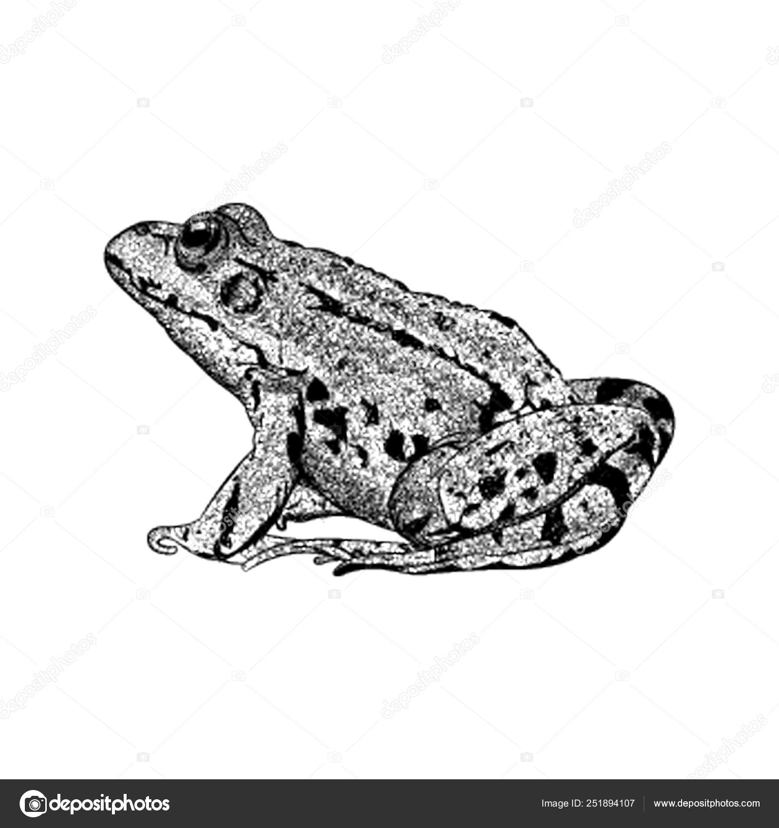 Ilustrasi Katak Hewan Air Vektor Vektor Stok oleh ©prosymbols 251894107