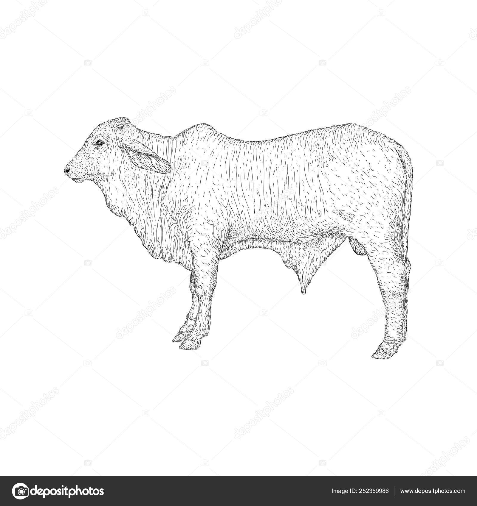 Bull Illustration Farm Animal Vector Stock Vector Image by ©prosymbols ...