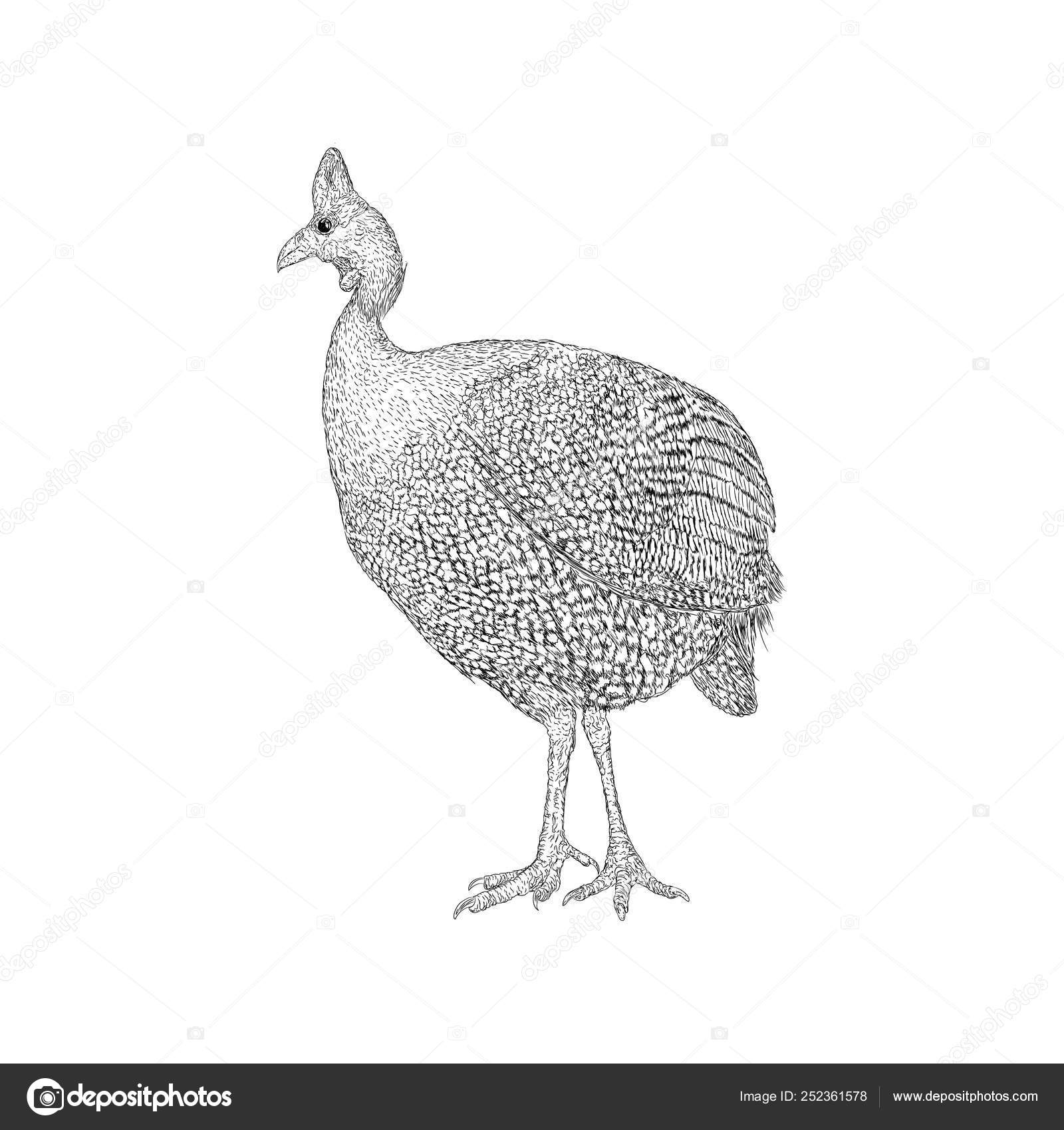 Fowl Illustration Farm Animal Vector Stock Vector Image by ©prosymbols ...