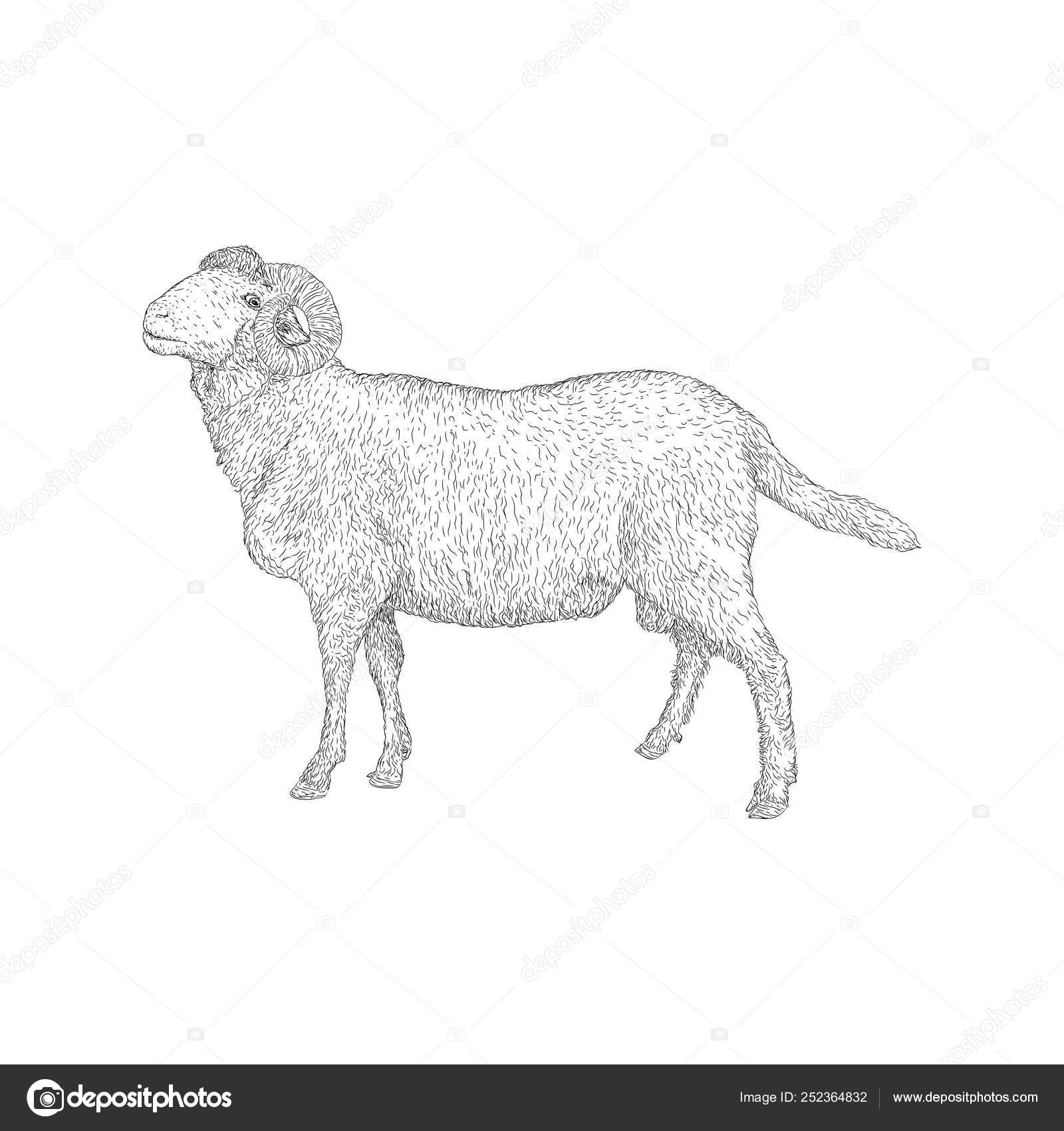 Ilustración Del Carnero Blanco Vector Animal Granja Vector de stock ...