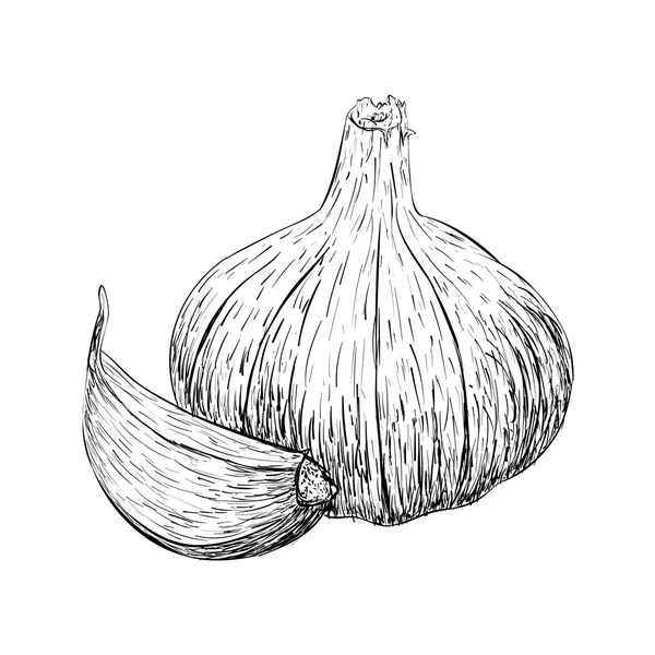 Bawang Drawing
