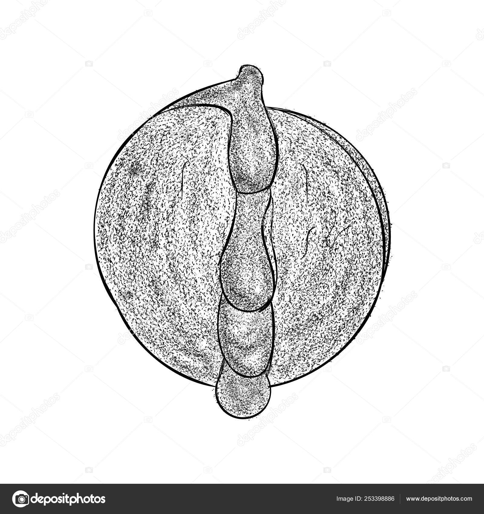 Vetor Ilustração Pattie Desenhado Mão Vetor de ©prosymbols 253398886