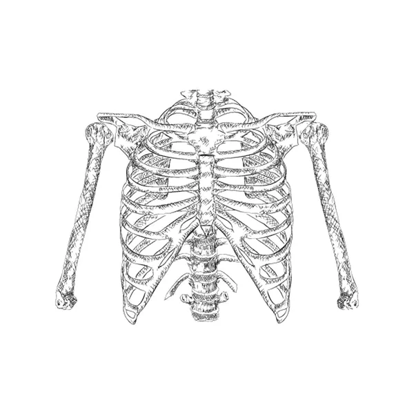 100,000 Rib cage skeleton Vector Images | Depositphotos