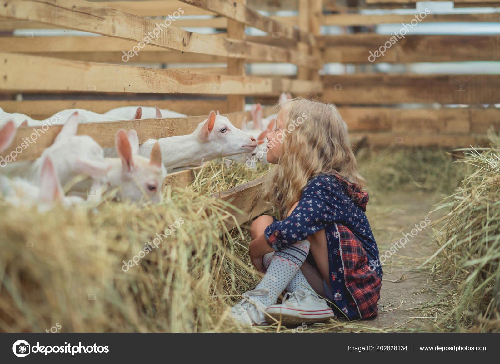 Side View Kid Going Kiss Goat Barn Stock Photo by ©YuliyaKirayonakBO ...
