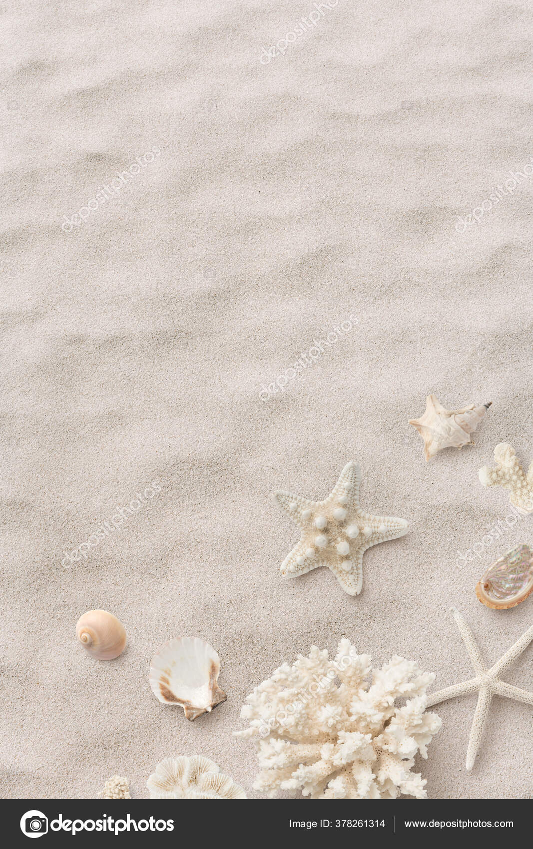 Beach Sea Themed Banner Header Beautiful Shells Corals Starfish Pure ...