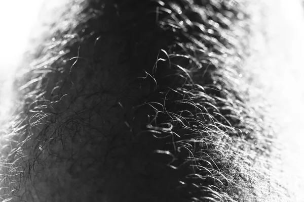 Poils pubis images libres de droit, photos de Poils pubis | Depositphotos