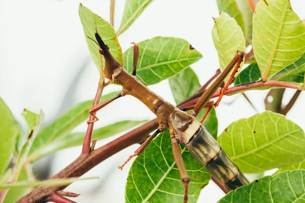 Tropical stick insect in Brazilian garden - Stock Image - Everypixel