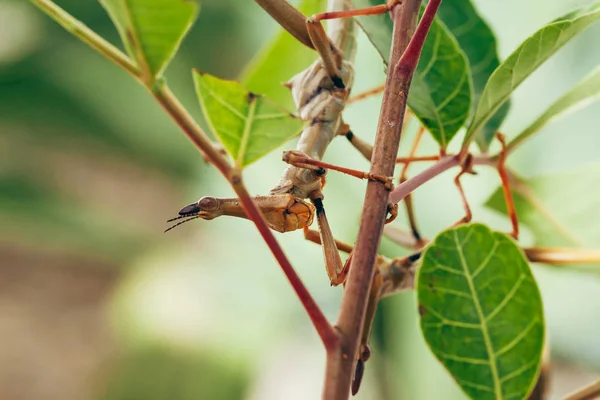 Tropical Stick Insect Brazilian Garden — Stock Photo © kleberpicui ...