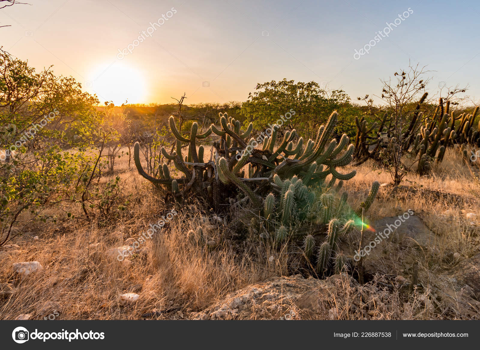 Landscape Caatinga Brazil Cactus Sunset Stock Photo by ©kleberpicui ...