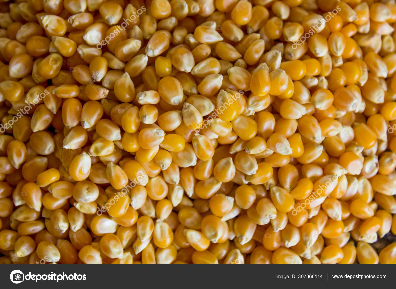 Corn used to make popcorn but uncooked and upopped. Raw ingredie Stock ...