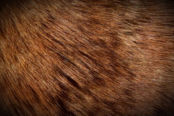 Beautiful wool is a healthy breed of Kurilian Bobtail. Shines in the ...