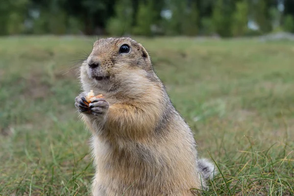 Portrait Cute Wild Gopher Eating Grain Field Rodent Wild Nature — Stock ...