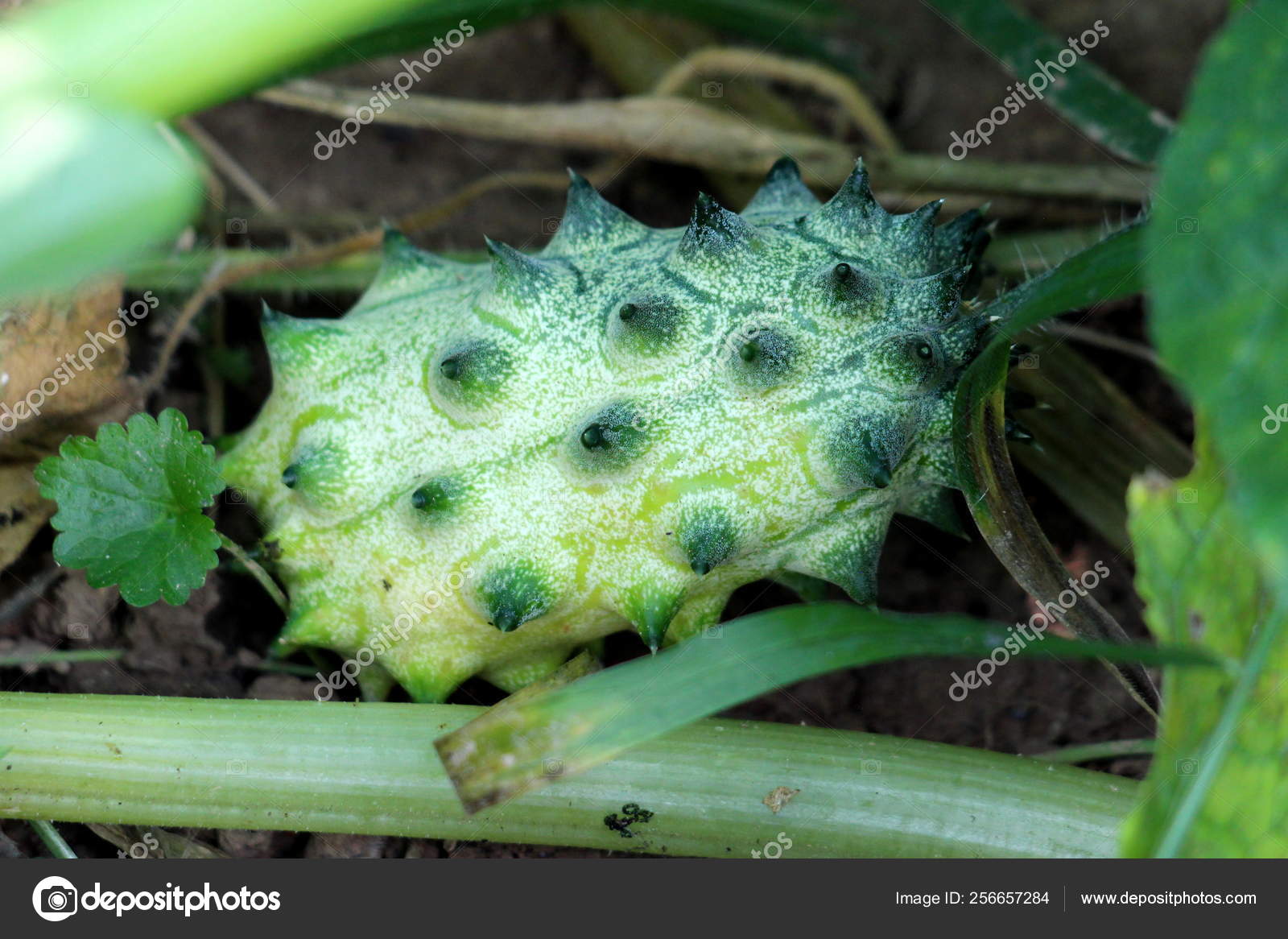 African Horned Cucumber