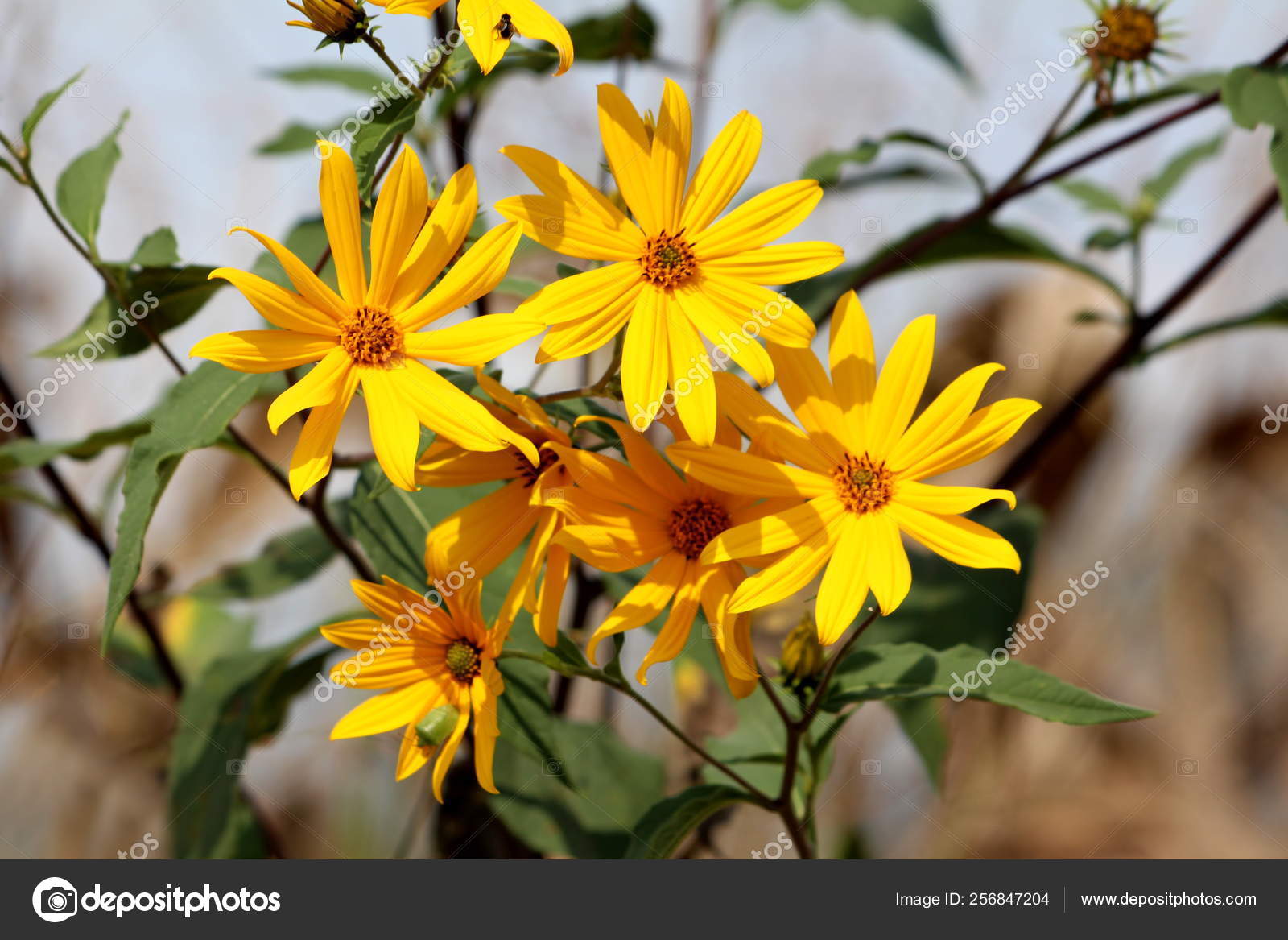 Yellow Fully Open Blooming Flowers Jerusalem Artichoke Helianthus ...