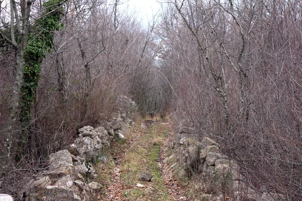Completely overgrown forest trail with dense dried trees and branches ...