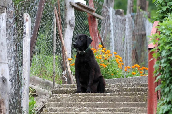 Black Labrador Retriever with dark green leather collar sitting on ...