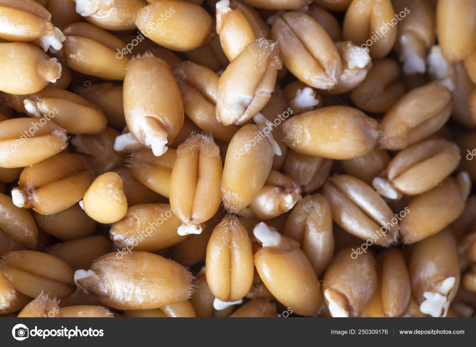 Sprouted Wheat Grain Close Front View — Stock Photo © Orininskaya ...