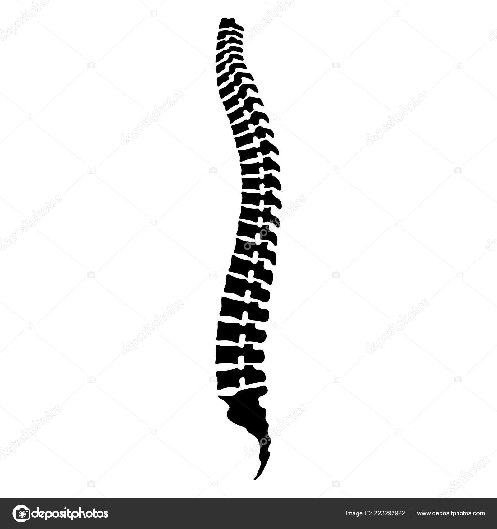Human Spine Sign Black Icon Spine Isolated White Background Human ...