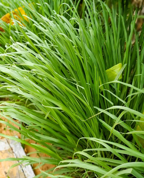 Lemongrass or Lapine or Lemon grass or West Indian or Cymbopogon ...