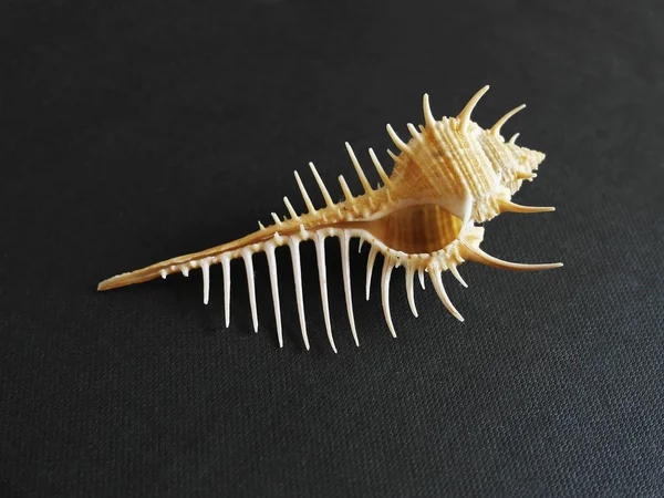 Sea urchin skeleton Stock Photos, Royalty Free Sea urchin skeleton ...