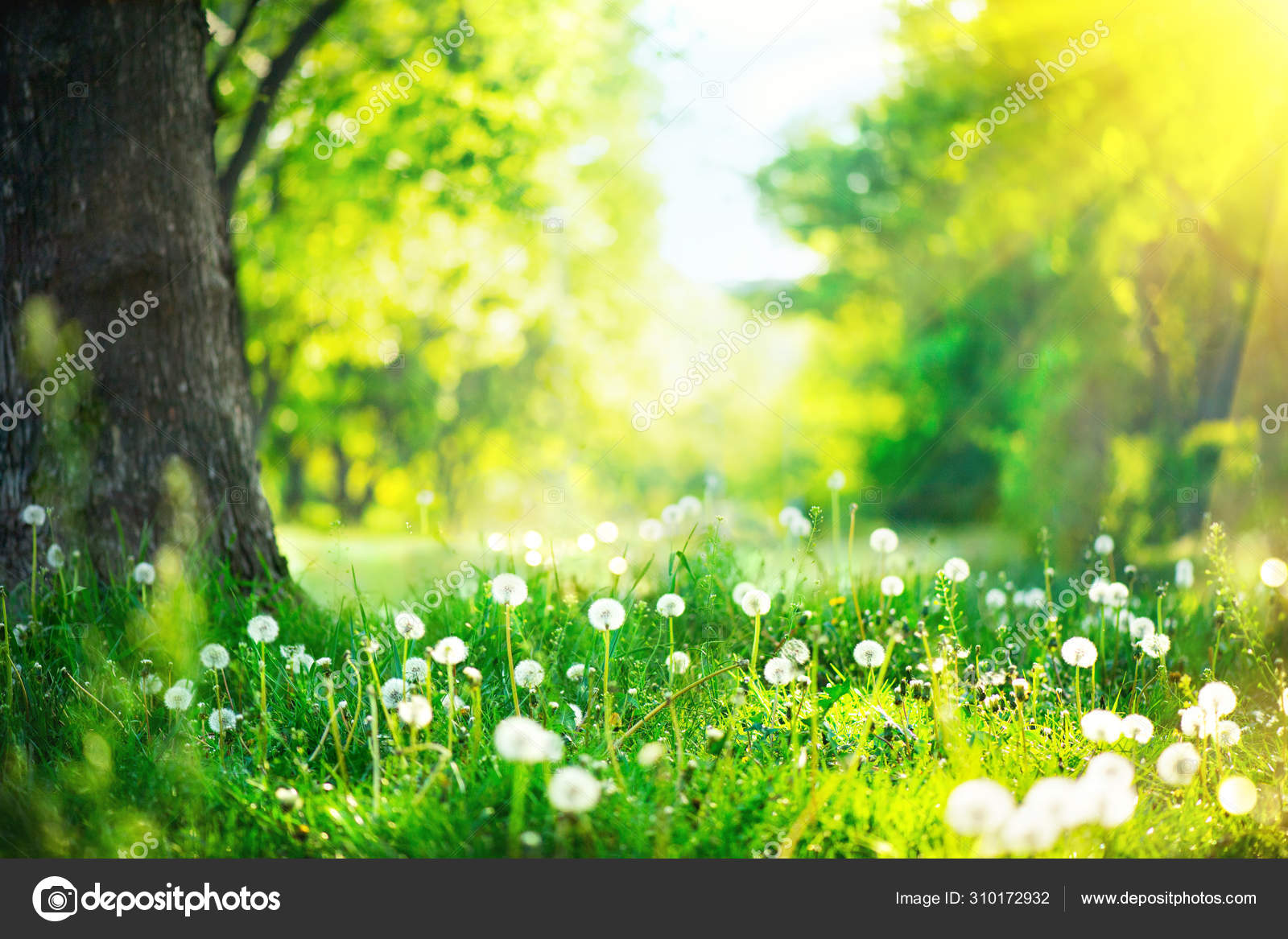 Beautiful spring landscape. Park with old trees, green grass and ...