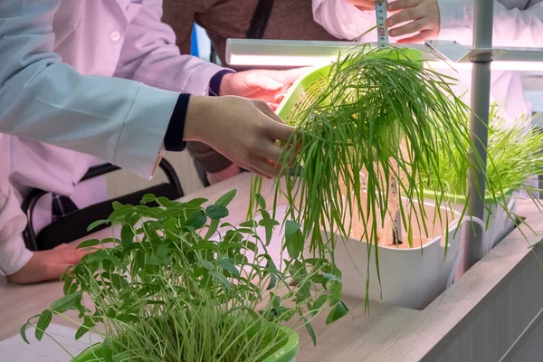 Growing ruler Stock Photos, Royalty Free Growing ruler Images ...