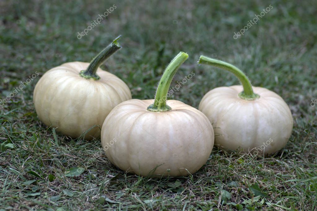 Calabazas moschata Cucurbita, grupo de sabrosas calabazas comestibles ...