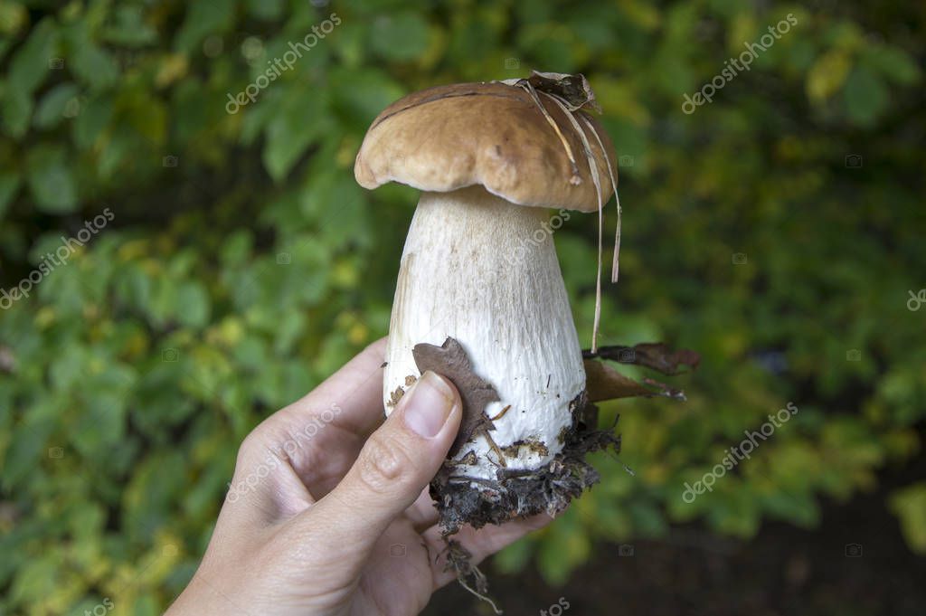 Boletus edulis hongo comestible en el bosque mantenido en la mano ...