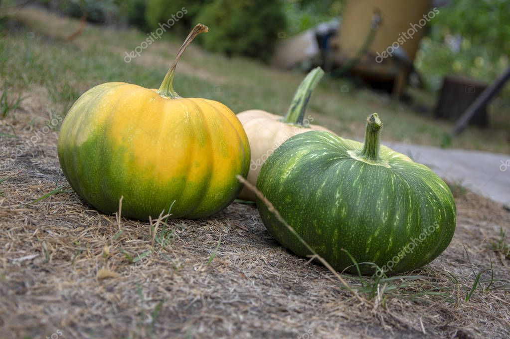 Calabazas moschata Cucurbita, grupo de sabrosas calabazas comestibles ...