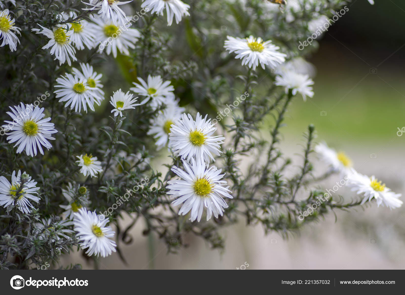White Heath Aster