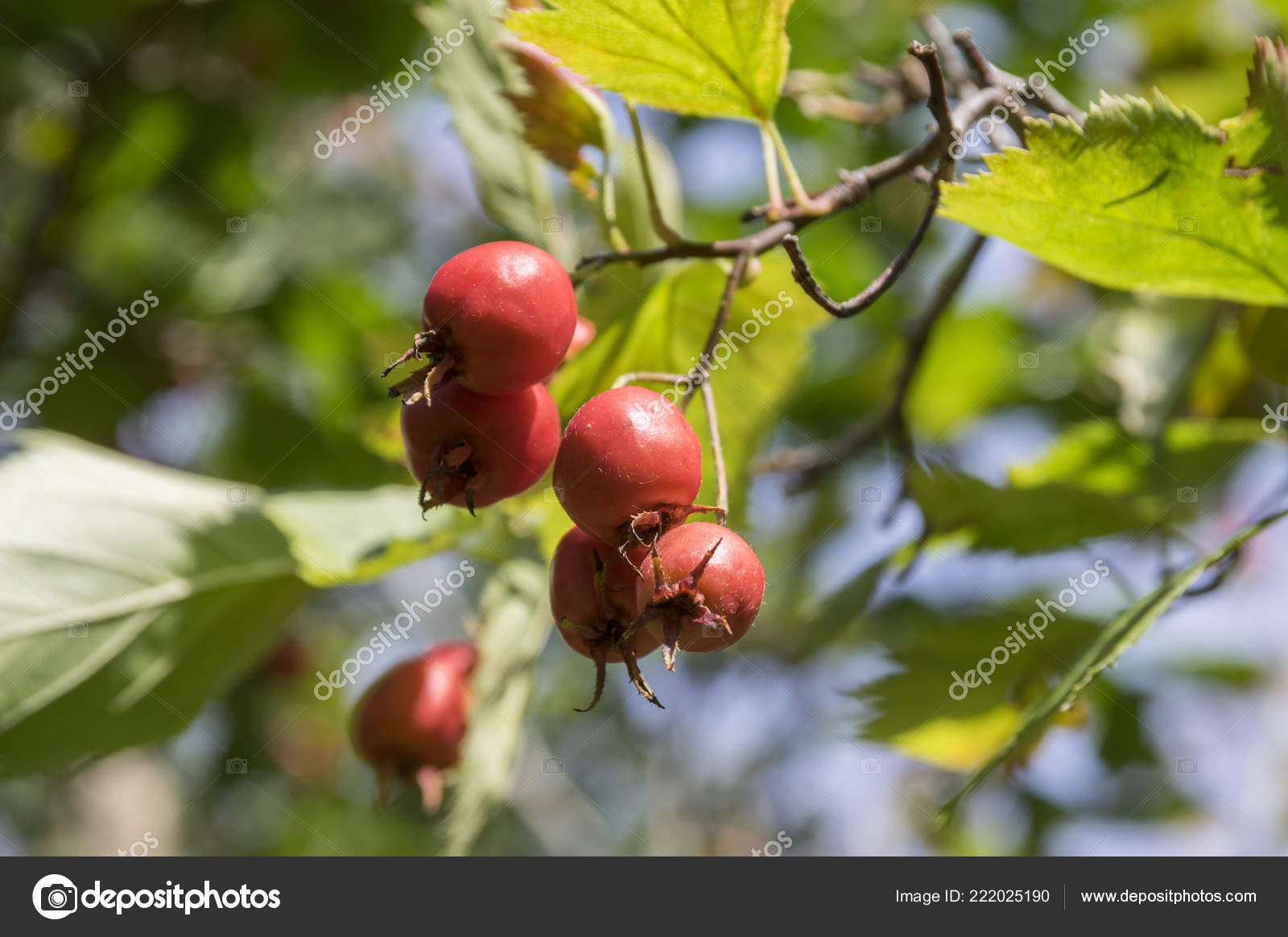 Crataegus Pinnatifida Chinese Haw Chinese Hawthorn Chinese Hawberry ...
