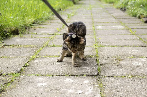 Cat protesting Stock Photos, Royalty Free Cat protesting Images ...