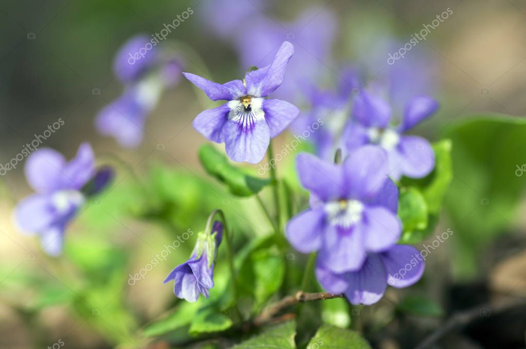 Viola odorata pequeña flor silvestre en flor, violeta púrpura planta ...