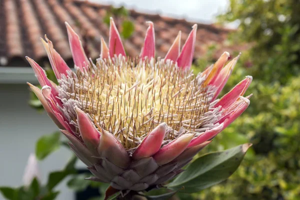 Giant King Protea Bloom Side View Flowerheads 30Cm Diameter Showy ...