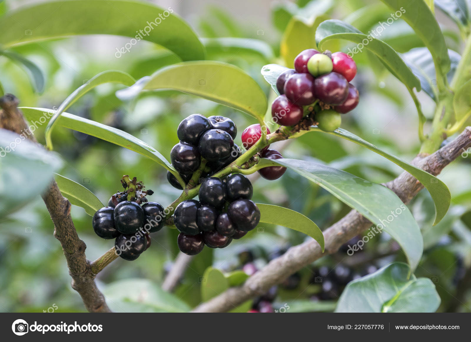 Cherry Laurel Berries