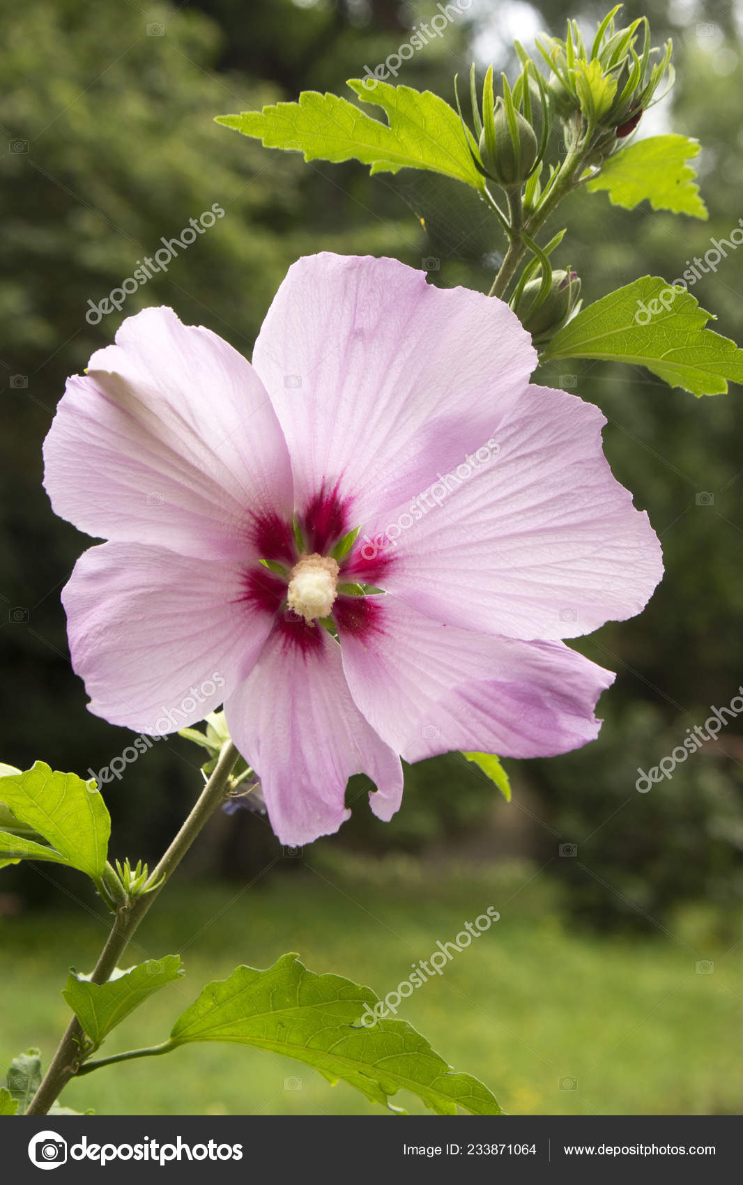 St Joseph Flowering Rod | Best Flower Site