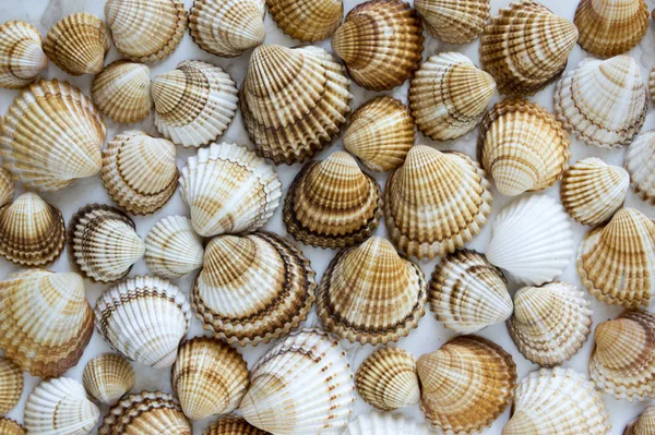 Cluster shells Stock Photos, Royalty Free Cluster shells Images ...