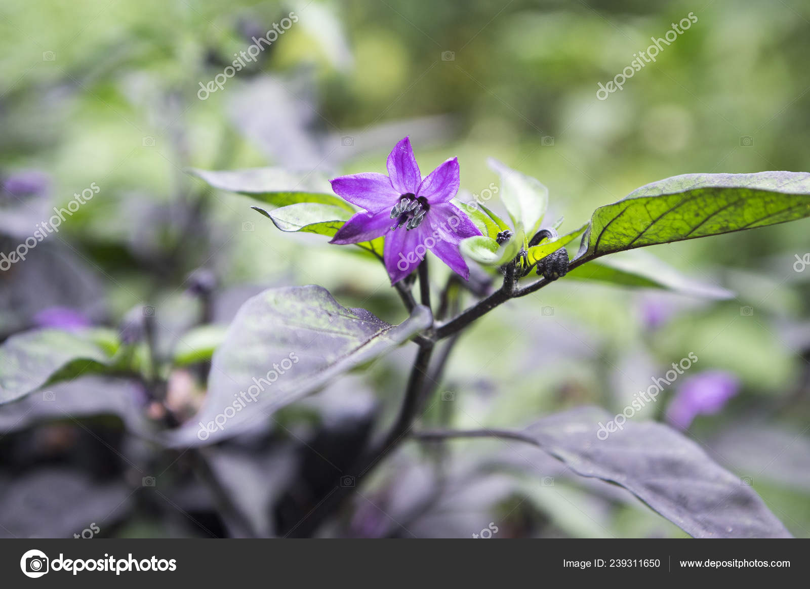 Black Olive Ornamental Capsicum Annuum Plant Bloom Stock Photo by ...