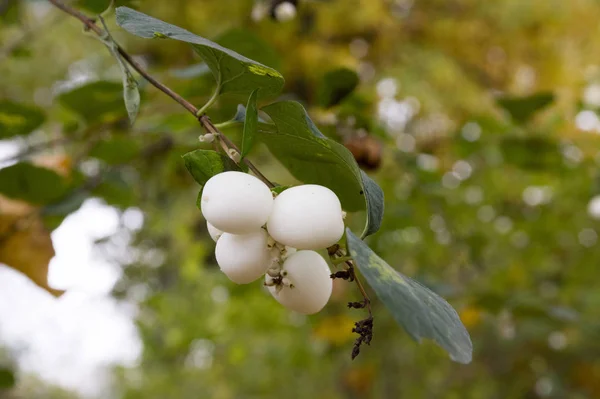 Mochi tree Stock Photos, Royalty Free Mochi tree Images | Depositphotos