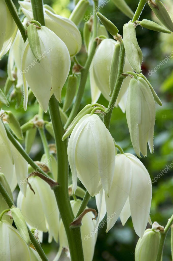 Yucca filamentosa, aguja de Adán, yuca común, bayoneta española, hierba ...