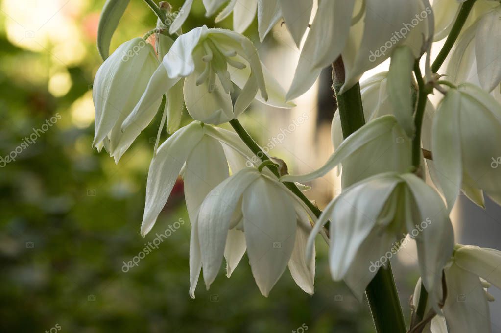 Yucca filamentosa, aguja de Adán, yuca común, bayoneta española, hierba ...