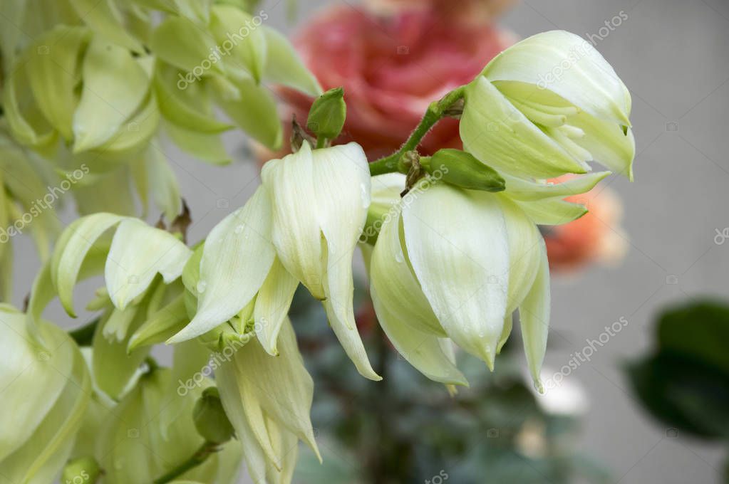 Yucca filamentosa, aguja de Adán, yuca común, bayoneta española, hierba ...