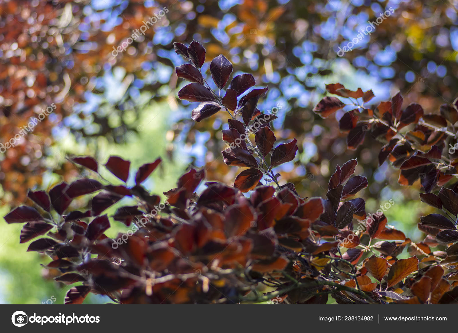 Purple Beech Fagus Sylvatica Purpurea